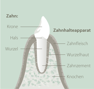 Parodontologie Charlottenburg | Zahnarztpraxis Dr. Christen